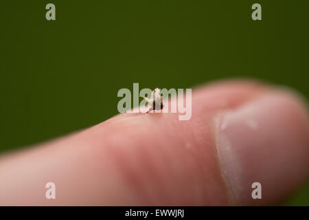 Bienenstich. Bienenstich in der menschlichen Haut. Die Folgen des ...