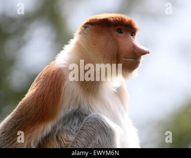 Proboscis Monkey (Nasalis Larvatus) unreif männlich, sitzend auf Ast ...