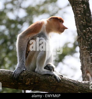 Proboscis Monkey (Nasalis Larvatus) unreif männlich, sitzt im Baum ...