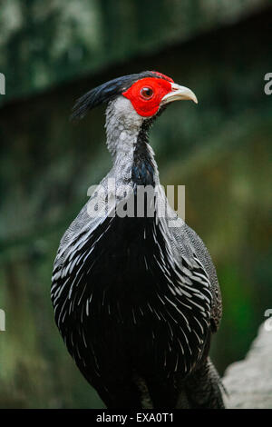 Vogel Vögel Huhn Fasan Tiere Vogel Tiere farbig bunt wunderschön ...