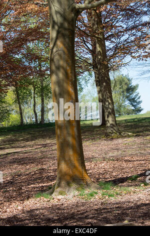 BERKSHIRE; WINDSOR GREAT PARK; FLECHTEN CALOPLACA AURANTIA AUF ...