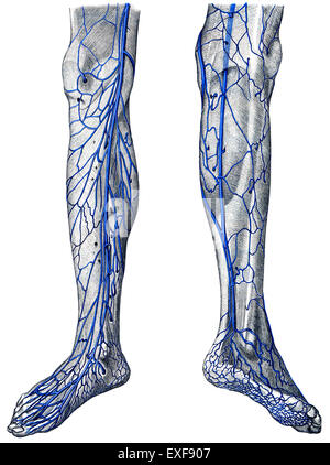 Menschliche Muskulatur der Beine, Abbildung Stockfoto, Bild: 118698513 ...