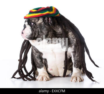 lustiger Hund mit Dreadlock Perücke auf weißem Hintergrund ...