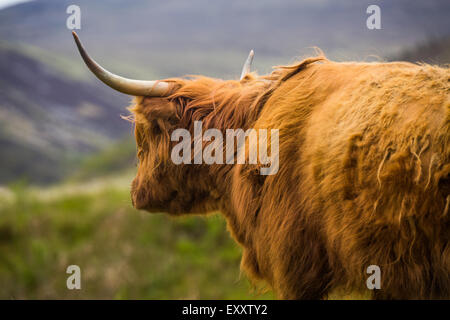 Highland rind kuh Bauernhof Tiere lange Haare und Hörner klassische ...