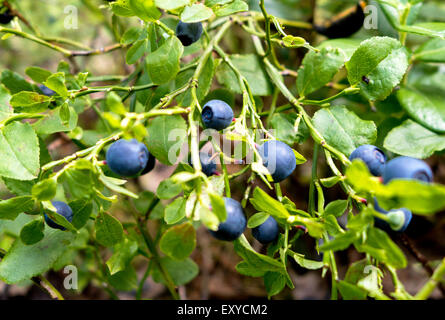 Heidelbeere Busch mit reifer Heidelbeeren darauf in freier Wildbahn in ...