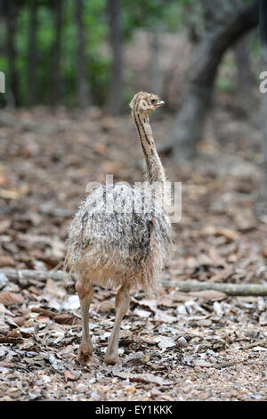 ein Baby-Strauß im zoo Stockfotografie - Alamy