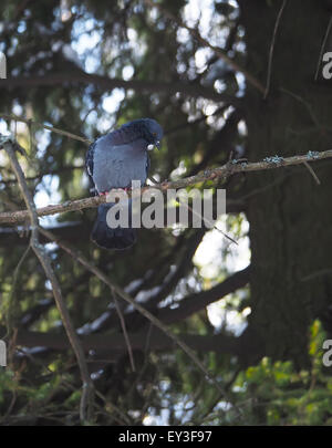 Tauben auf Tannen Ast im Wald Stockfotografie - Alamy