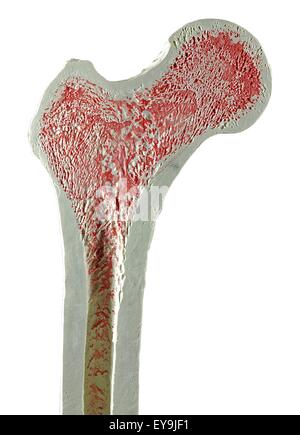 Querschnitt-Ansicht von einem menschlichen Oberschenkelknochen zeigen ...
