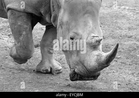 Afrika Tiere Horn Haut Augen Säugetiere Nase Zirkus Falten Nashorn rhinoceros Stockfotografie ...