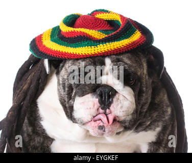 lustiger Hund mit Dreadlock Perücke auf weißem Hintergrund ...