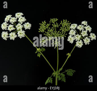 Schierling, Gefleckter, Schierling, Aronstab Stockfoto, Bild: 86411979 ...