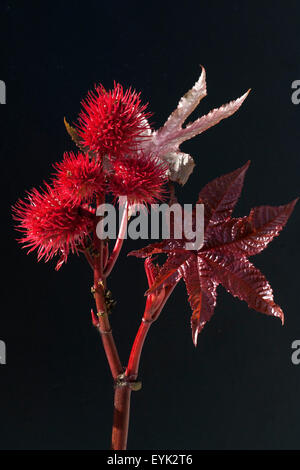 Rizinussamen, Rizinus, Ricinus Communis Stockfotografie - Alamy