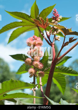 Rizinus, Wunderbaum, Ricinus Communis, Detail, Zweig, Blätter, Blüten ...