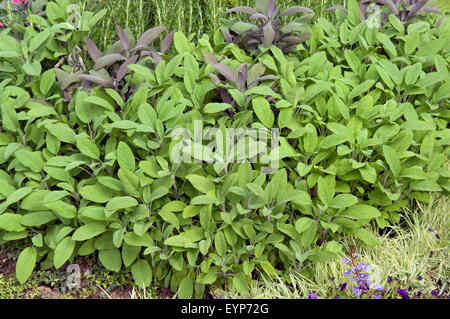 Salbei; Salvia Officinalis; Salbeipflanze Stockfoto, Bild: 85925270 - Alamy