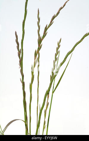 Deutsches Weidelgras, Lolium, Perenne Stockfotografie - Alamy