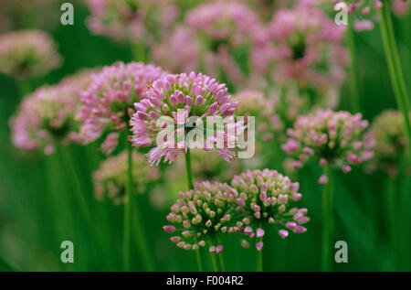 Wilder Lauch, Elefant Knoblauch (Allium Ampeloprasum), Knollen ...