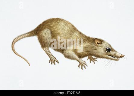 Palaeozoology - Mesozoikum - ausgestorbener Säugetiere ...