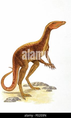 Palaeozoology - Trias - Dinosaurier - Euparkeria (Archosaurier) und ...