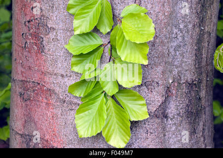 Buche, Stamm, Rinde, Rinde, Stämme Stockfoto, Bild: 86160774 - Alamy