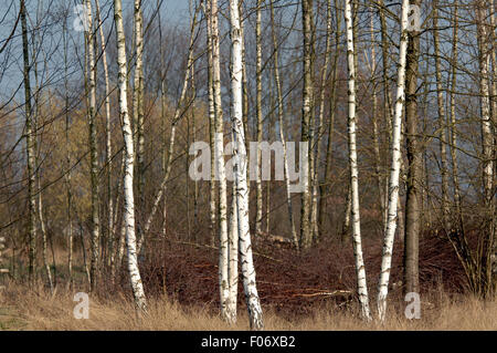 Birkenbaum; Birke; Stamm; Rinde; Betula Stockfoto, Bild: 105406233 - Alamy