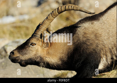 Spanischer Steinbock (Capra Pyrenaica) klettern Fels Gesicht, Sierra de ...