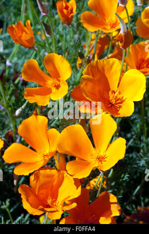 Kalifornischer; Mohn; Eschscholzia; Californica; Keimling Stockfoto ...