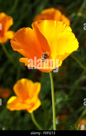 Kalifornischer; Mohn; Eschscholzia; Californica; Keimling Stockfoto ...