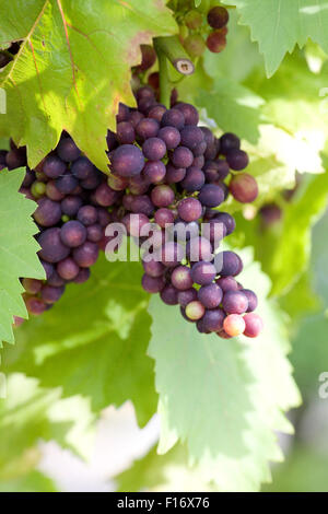 Rebe, Weinrebe (Vitis Vinifera), Pflanzung von neuen Weinberg im ...