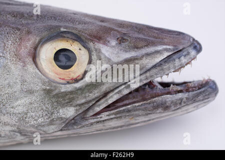 frische Seehecht Fisch isolierten auf weißen Hintergrund Stockfoto ...