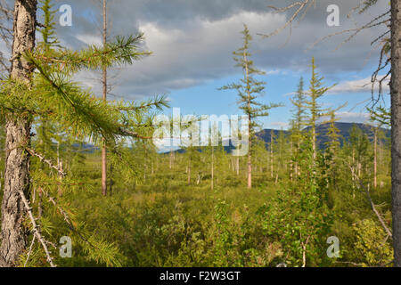 Landschaft Wald-Tundra Vorberg auf dem Putorana Plateau, Taimyr ...