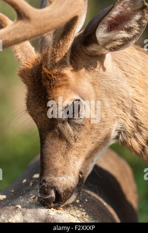 Nahaufnahme von junges Reh Essen grass Stockfoto, Bild: 134835994 - Alamy