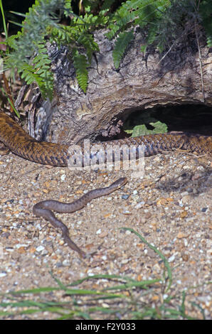 Junge Kreuzotter, Vipera berus Stockfotografie - Alamy