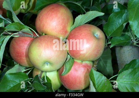 Elstar; Apfel; Apfelsorte, Apfel, Kernobst, Obst Stockfotografie - Alamy