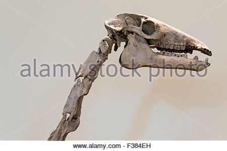 Dinosaurier versteinerte Knochen Stockfoto, Bild: 139162081 - Alamy