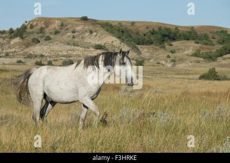 Wildpferd, Theodore Roosevelt Nationalpark, North Dakota, USA, USA ...