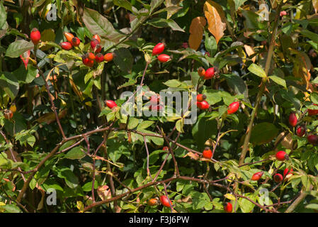Hagebutte Frucht der Hundsrose Rosa Canina Familie Rosengewächse rot ...