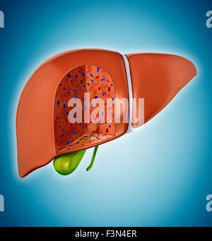 Menschlichen Leber Querschnitt und Gallenblase Stockfoto, Bild ...