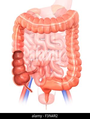 3D Abbildung des Dickdarms, Teil des Verdauungssystems Stockfoto, Bild ...