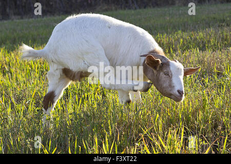 Ziegenbock Bock Ziege Horn Hoerner Portrait Zaehne Gebiss fiel Bart ...