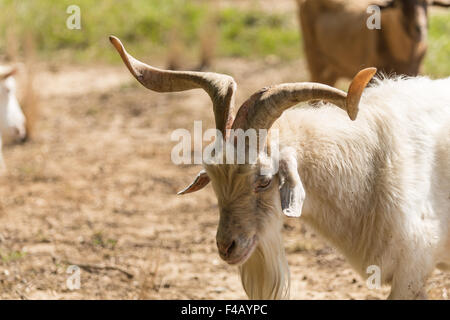 Ziegenbock Bock Ziege Horn Hoerner Portrait Zaehne Gebiss fiel Bart ...