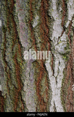 Zitterpappel, Zitter-Pappel, Pappel, Espe, Rinde, Stamm, Borke, Populus ...