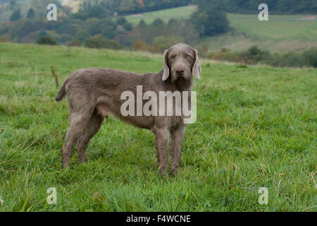 Slowakische rau behaarten Zeiger Hund, Stehen, Studio, weißer ...