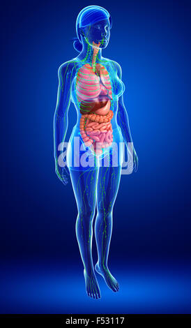 Abbildung von Xray Verdauungssystem mit weibliche Anatomie Stockfotografie - Alamy