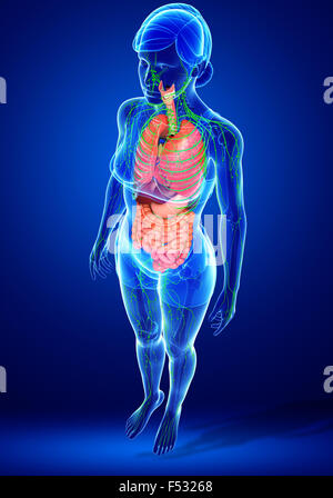 Abbildung von Xray Verdauungssystem mit weibliche Anatomie Stockfotografie - Alamy