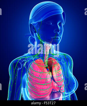Abbildung von Xray Verdauungssystem mit weibliche Anatomie Stockfotografie - Alamy