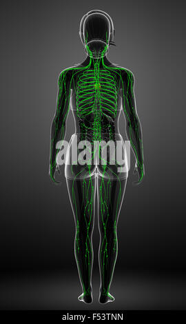 Darstellung des weiblichen Körpers lymphatische system Stockfotografie - Alamy