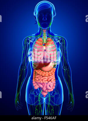 Abbildung von Xray Verdauungssystem mit weibliche Anatomie Stockfotografie - Alamy
