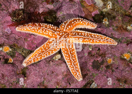 Gemeinsamen Seestern, gemeinsame Seestern, Seestern, Gemeiner Seestern ...