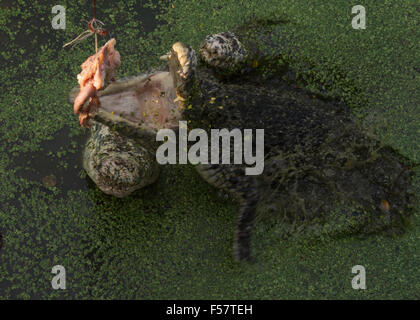 Krokodil Biss wild grobe aggressive tropischen Zahn White River ...