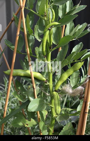 Grüne Bohnen oder Saubohnen Pflanze Stockfotografie - Alamy